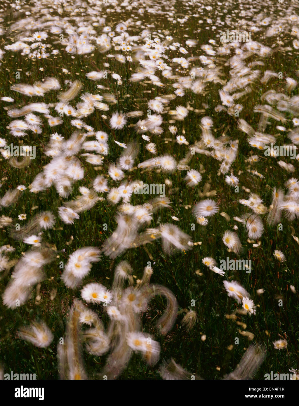 Daisies blowing hi-res stock photography and images - Alamy