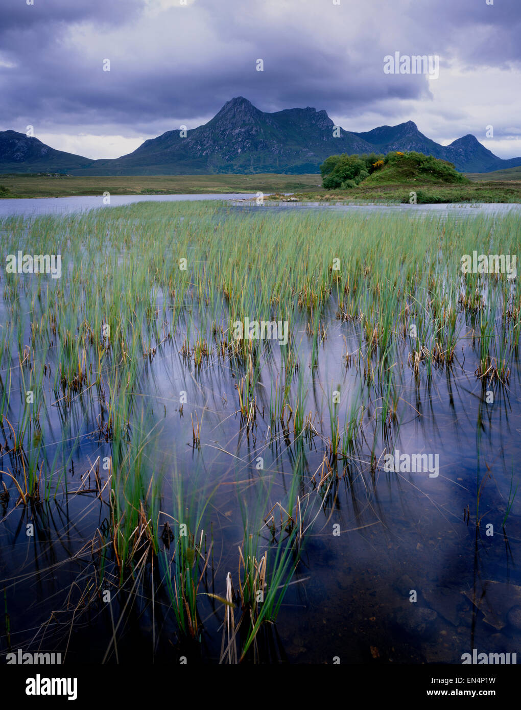 Hakel hi-res stock photography and images - Alamy