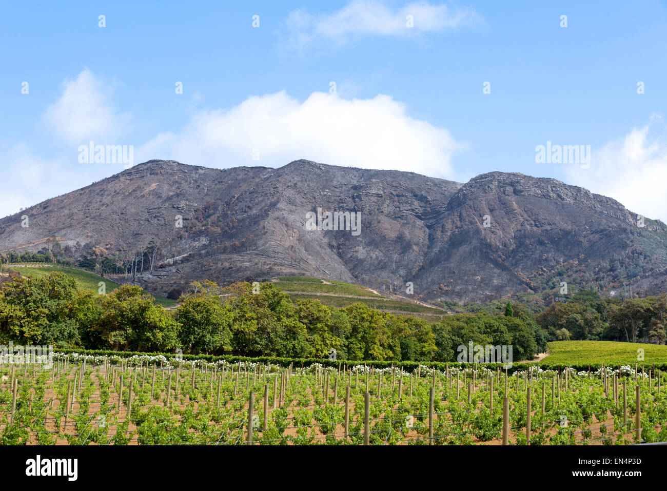 Groot constantia hi-res stock photography and images - Alamy