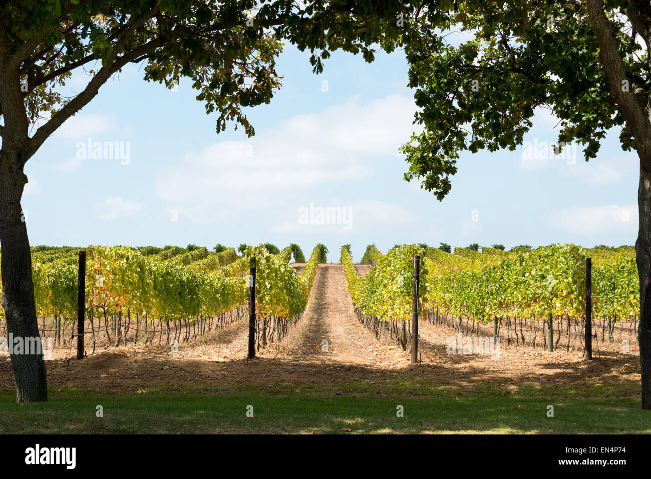 Sale > groot constantia wine tasting > in stock