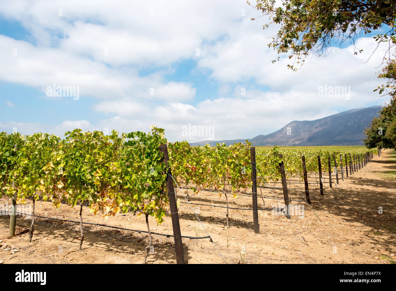 Groot Constantia Wine Estate, Constantia, Cape Town, Western Cape ...