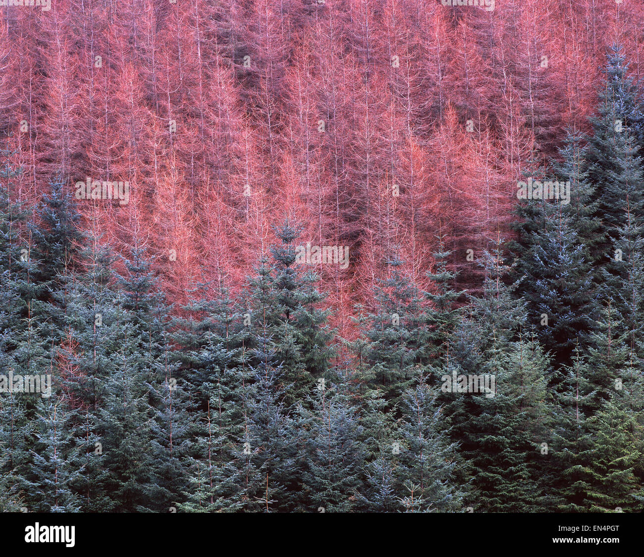 Mixed plantation of Fir and Larch on the lower slopes of Beinn an ...