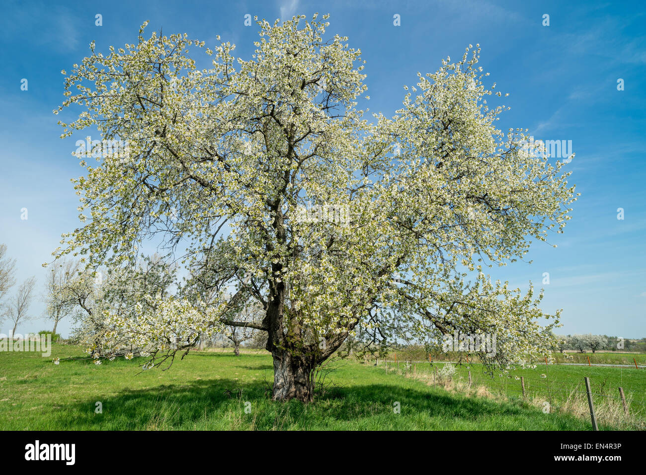 Sunny cherry tree hi-res stock photography and images - Alamy