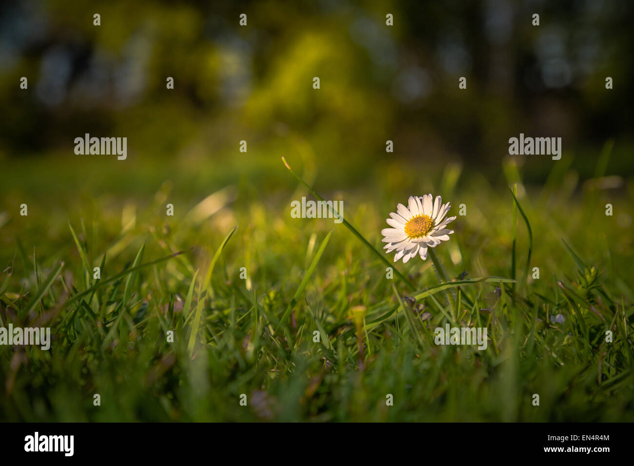Alone flower grass hi-res stock photography and images - Alamy