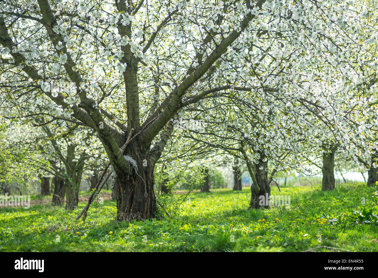 Blooming cherry trees sunny day green grass orchard Stock Photo - Alamy
