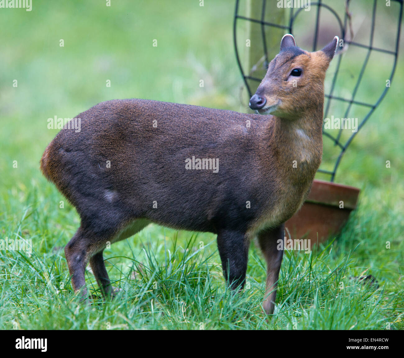 Muntjac Deer, (Reeves's Muntjac), female, in a Cambridge urban garden ...