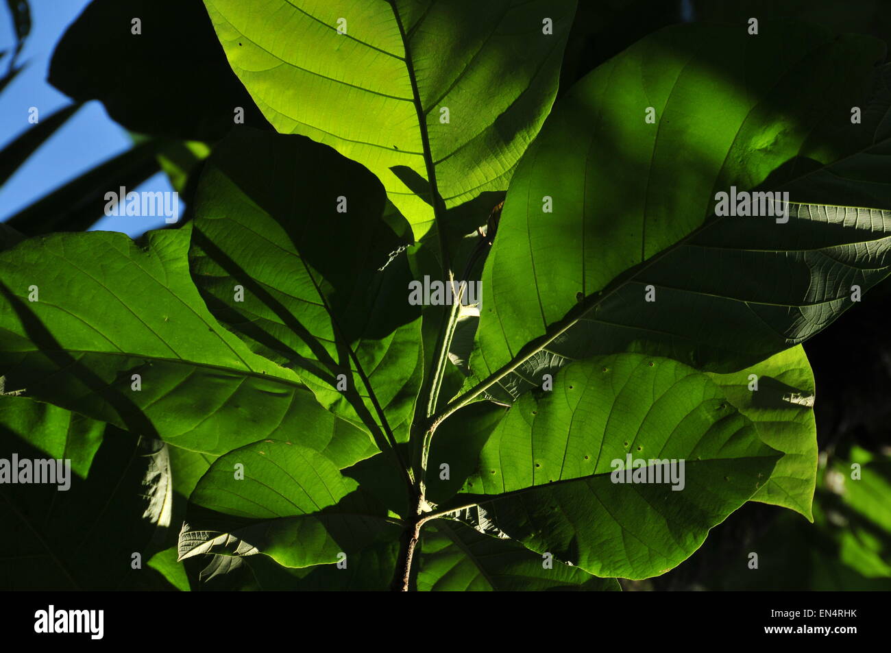 Teak leaves hi-res stock photography and images - Alamy