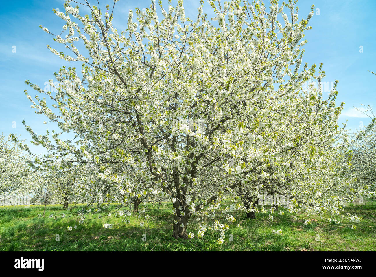 Blooming old cherry tree sunny day green grass Stock Photo - Alamy