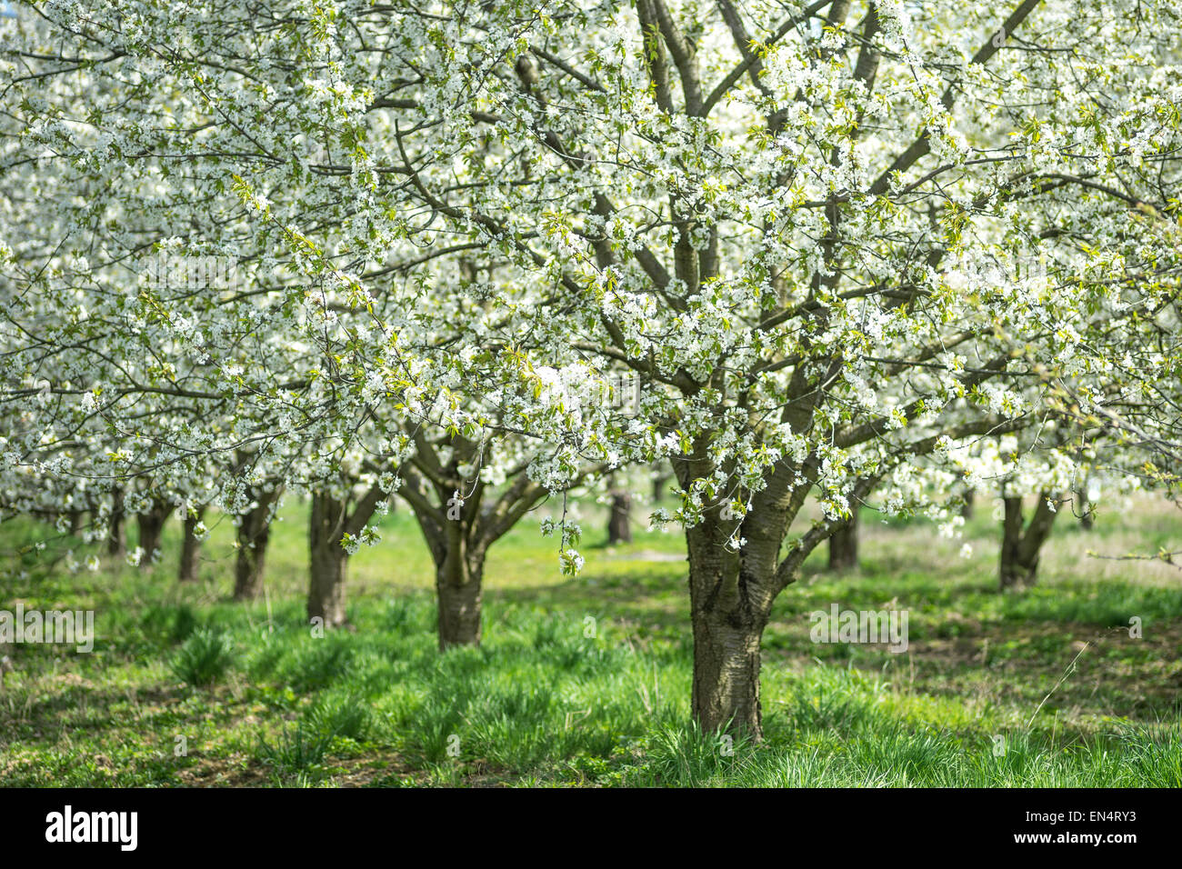 Blooming cherry trees sunny day green grass orchard Stock Photo - Alamy