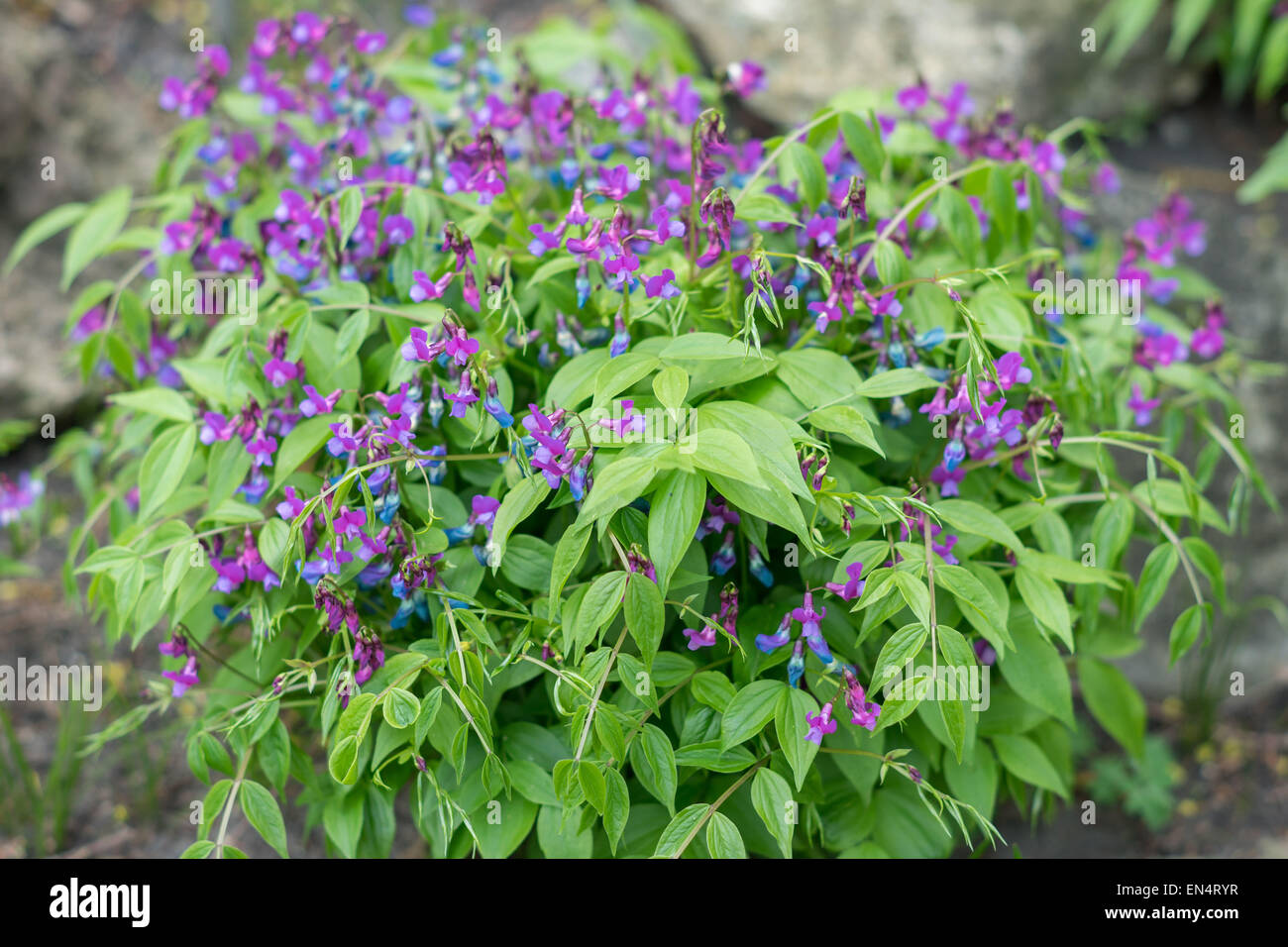 Full cluster hi-res stock photography and images - Alamy