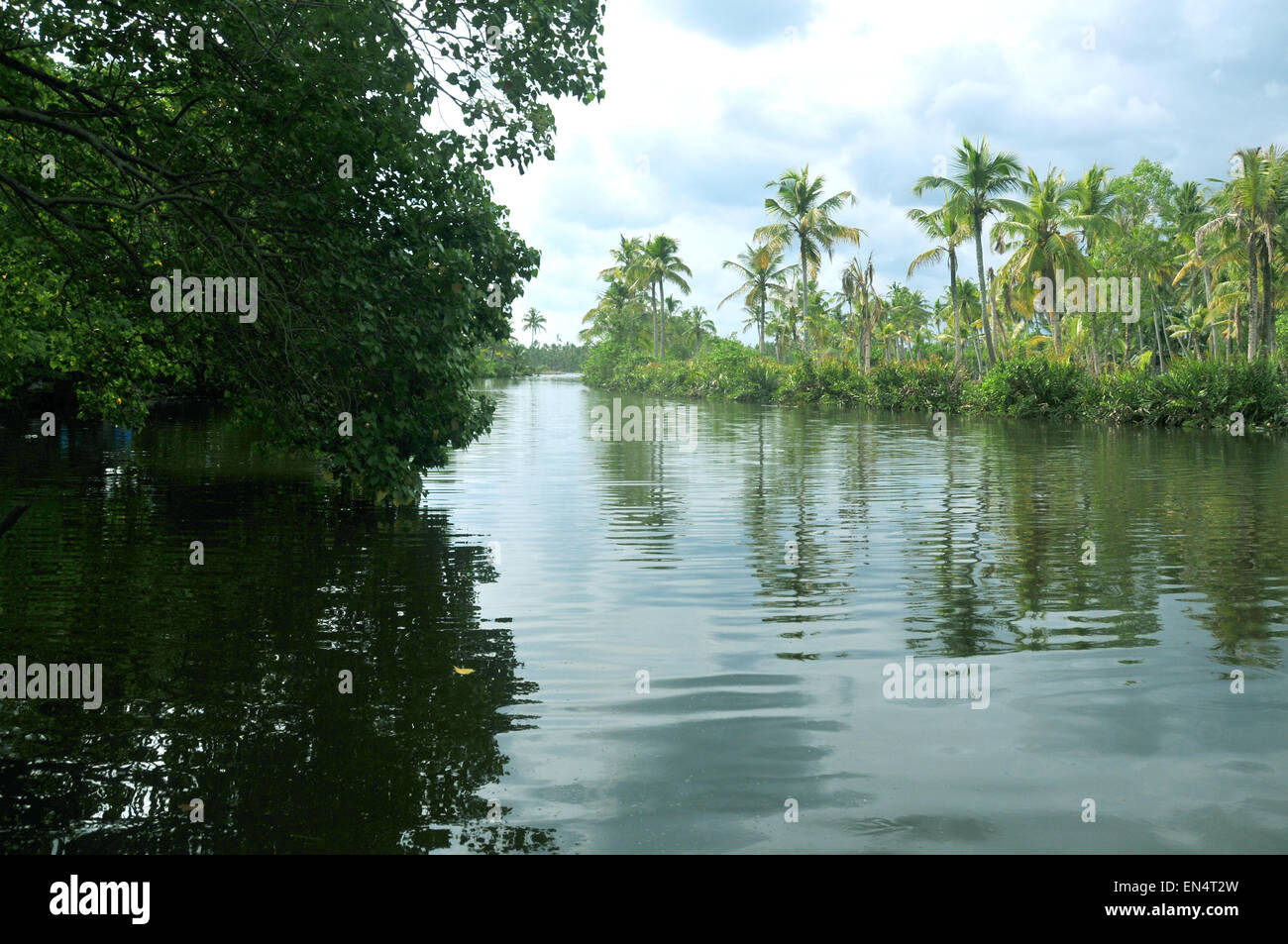 Beautiful backwaters and coconut trees with vibrant greenery Stock ...