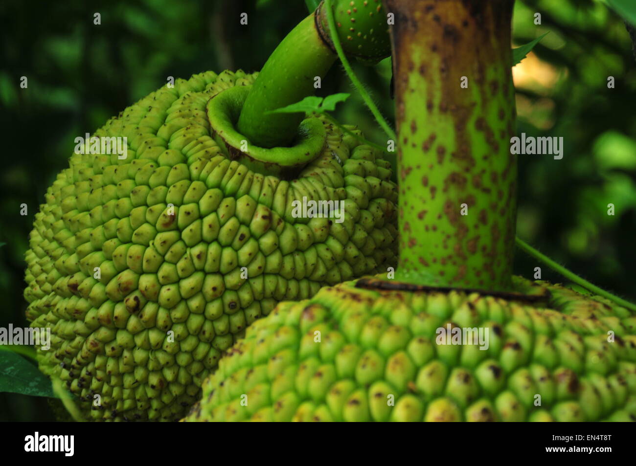 Two jack fruit trees Stock Photo - Alamy