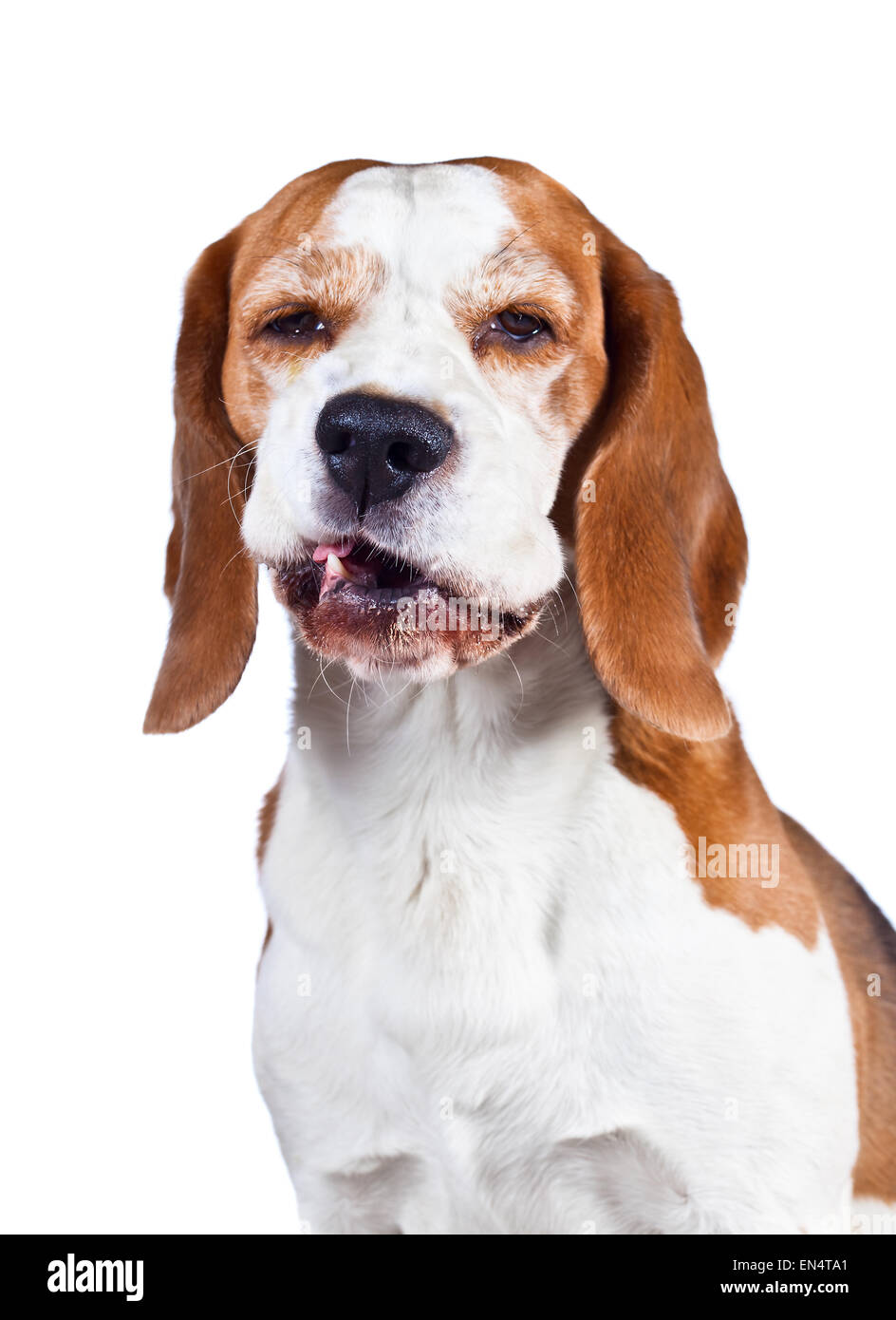 beagle head isolated on white background Stock Photo - Alamy