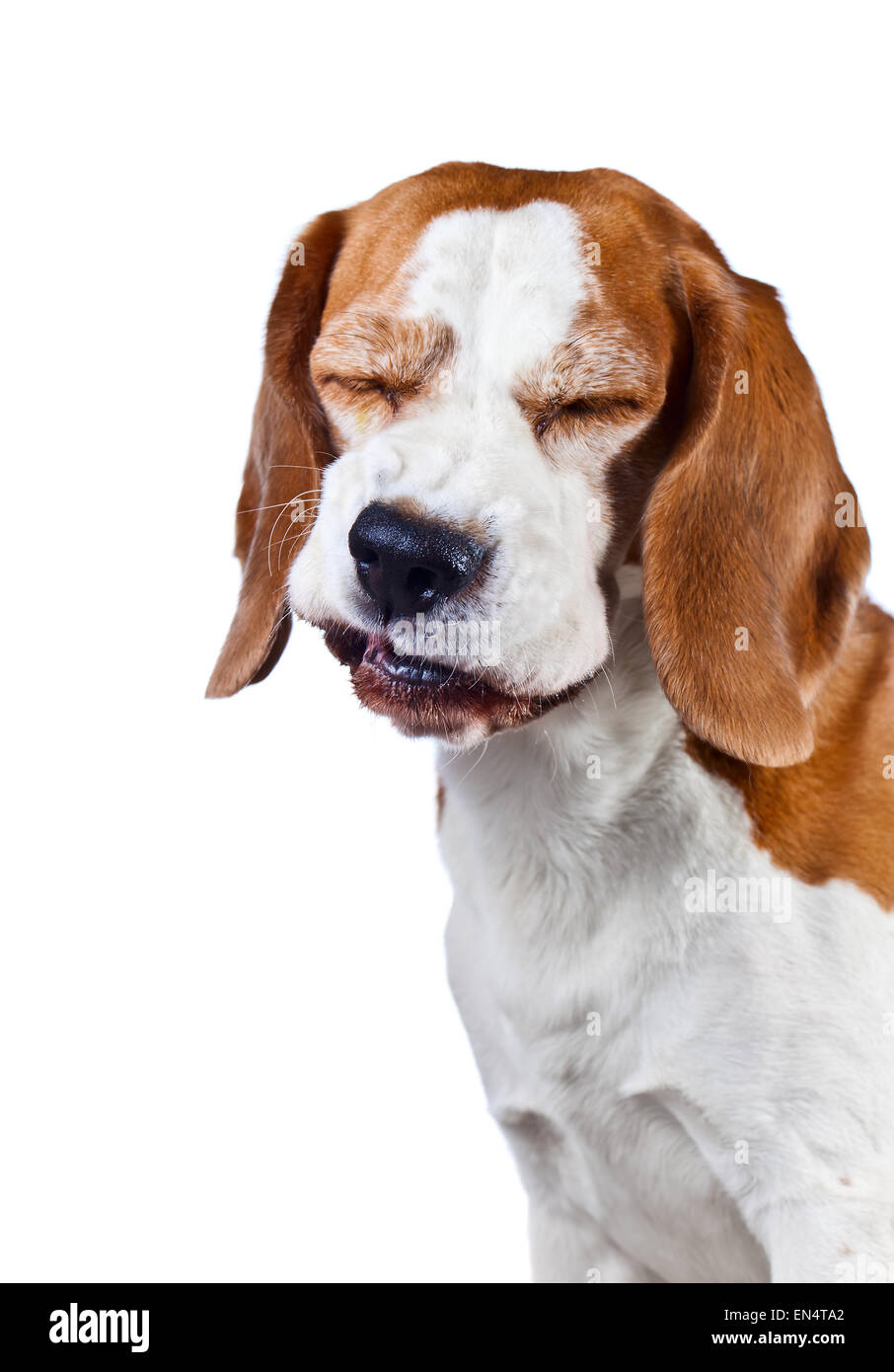 beagle head isolated on white background Stock Photo - Alamy