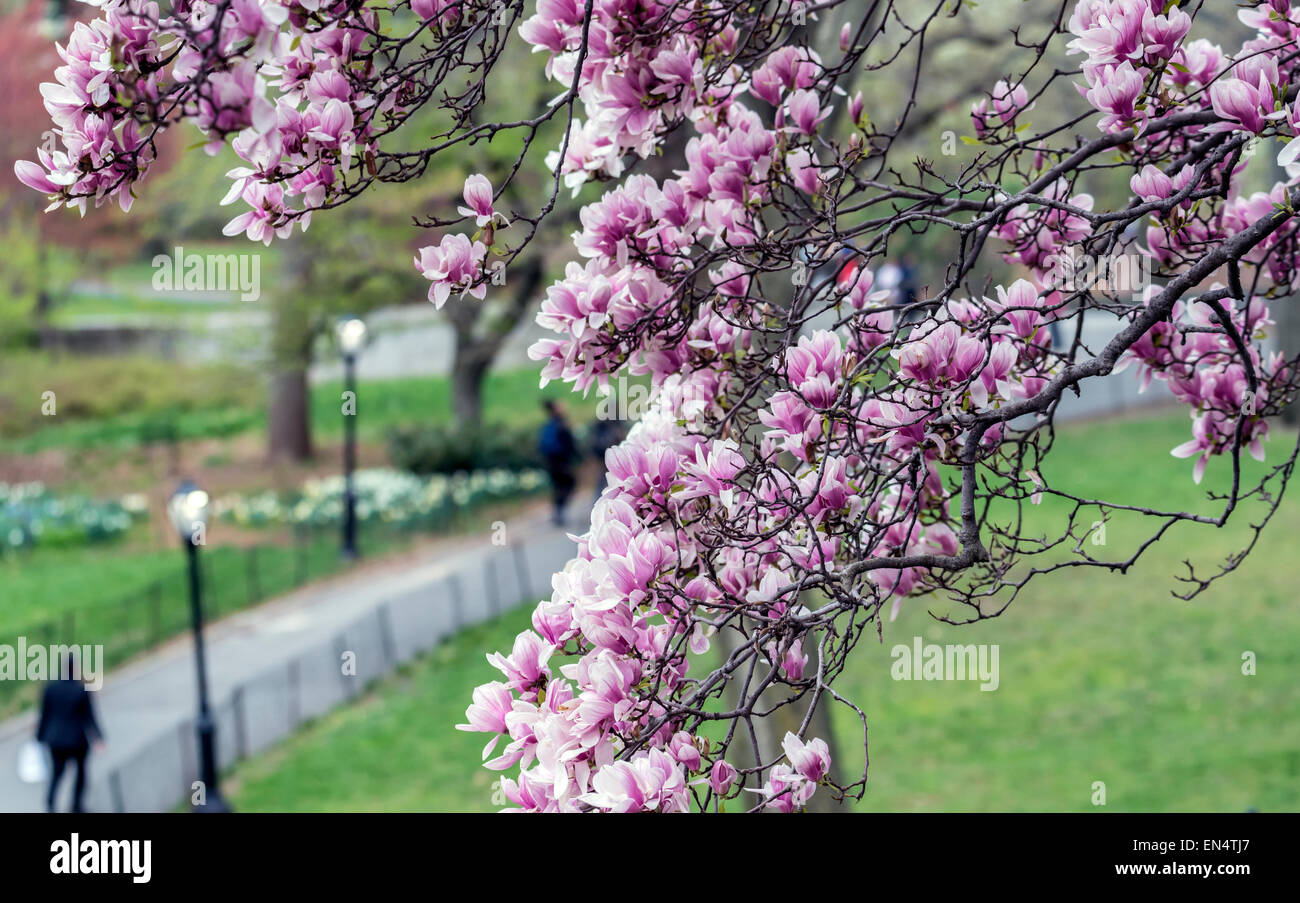 Magnolia × soulangeana (saucer magnolia) is a hybrid plant in the genus ...
