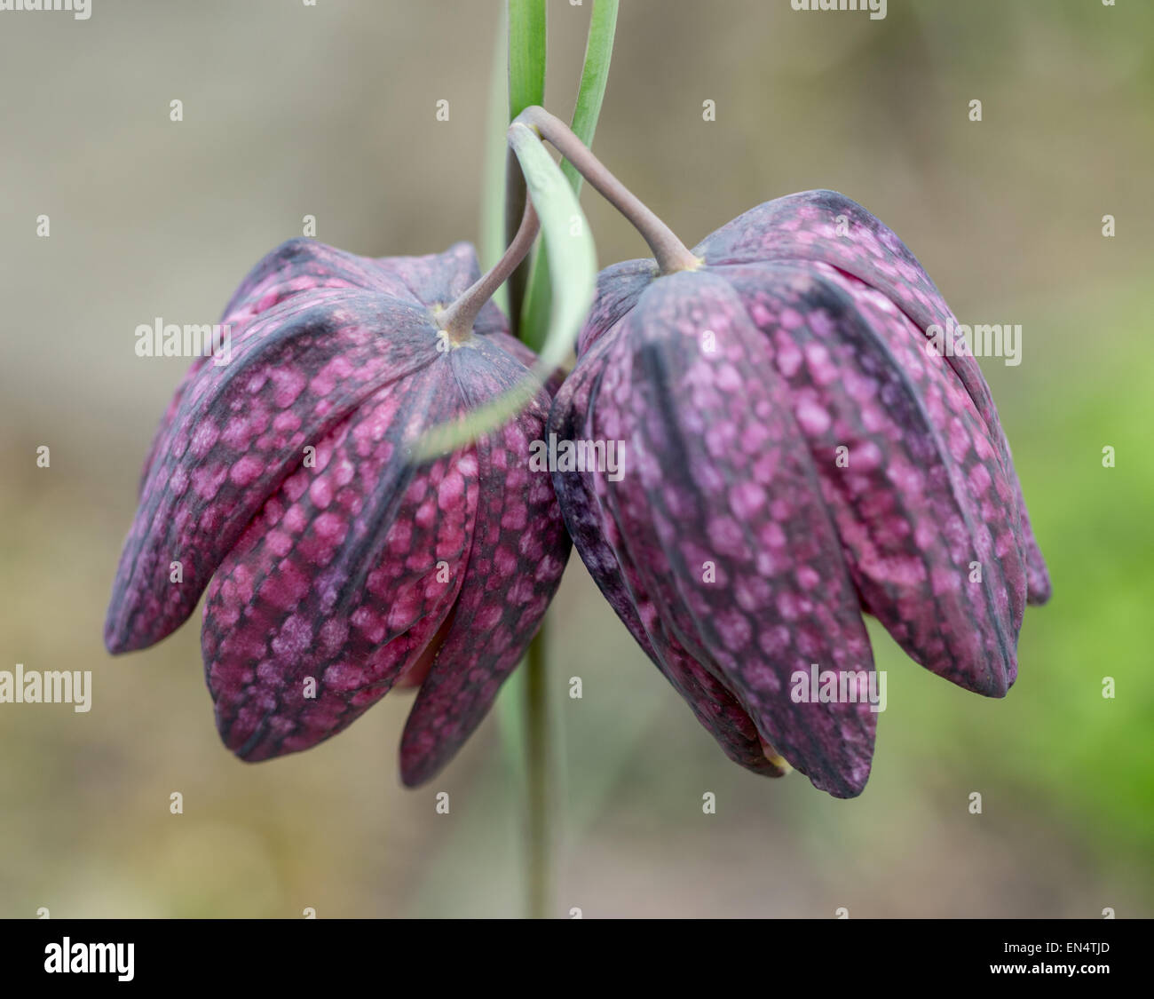 Fritillaria meleagris snake's head fritillary close up chess flower ...