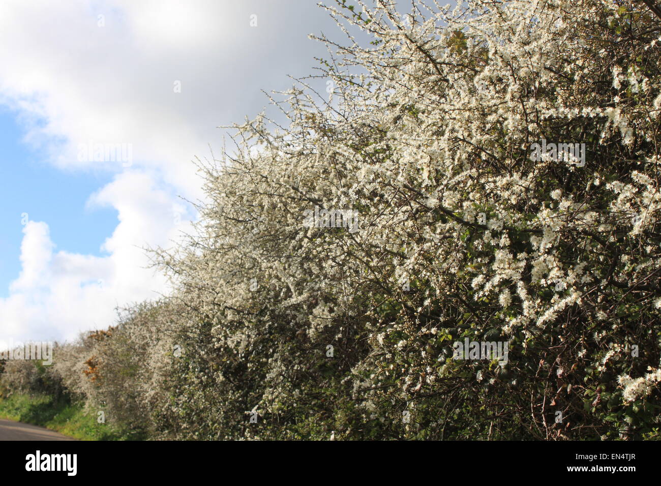 White flowering hedge hi-res stock photography and images - Alamy