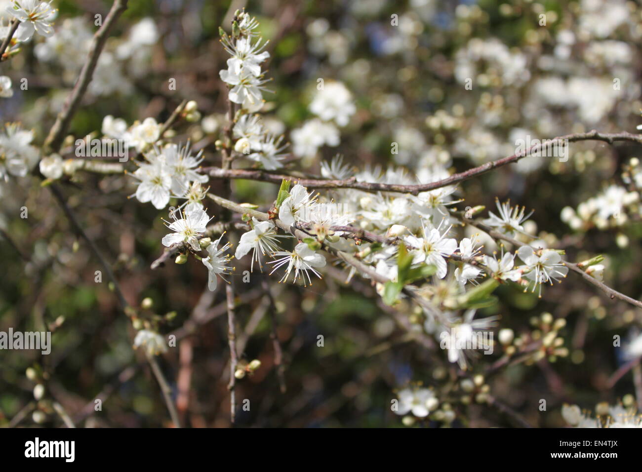 blackthorn hedge , Prunus spinosa, in cornwall in spring Stock Photo ...