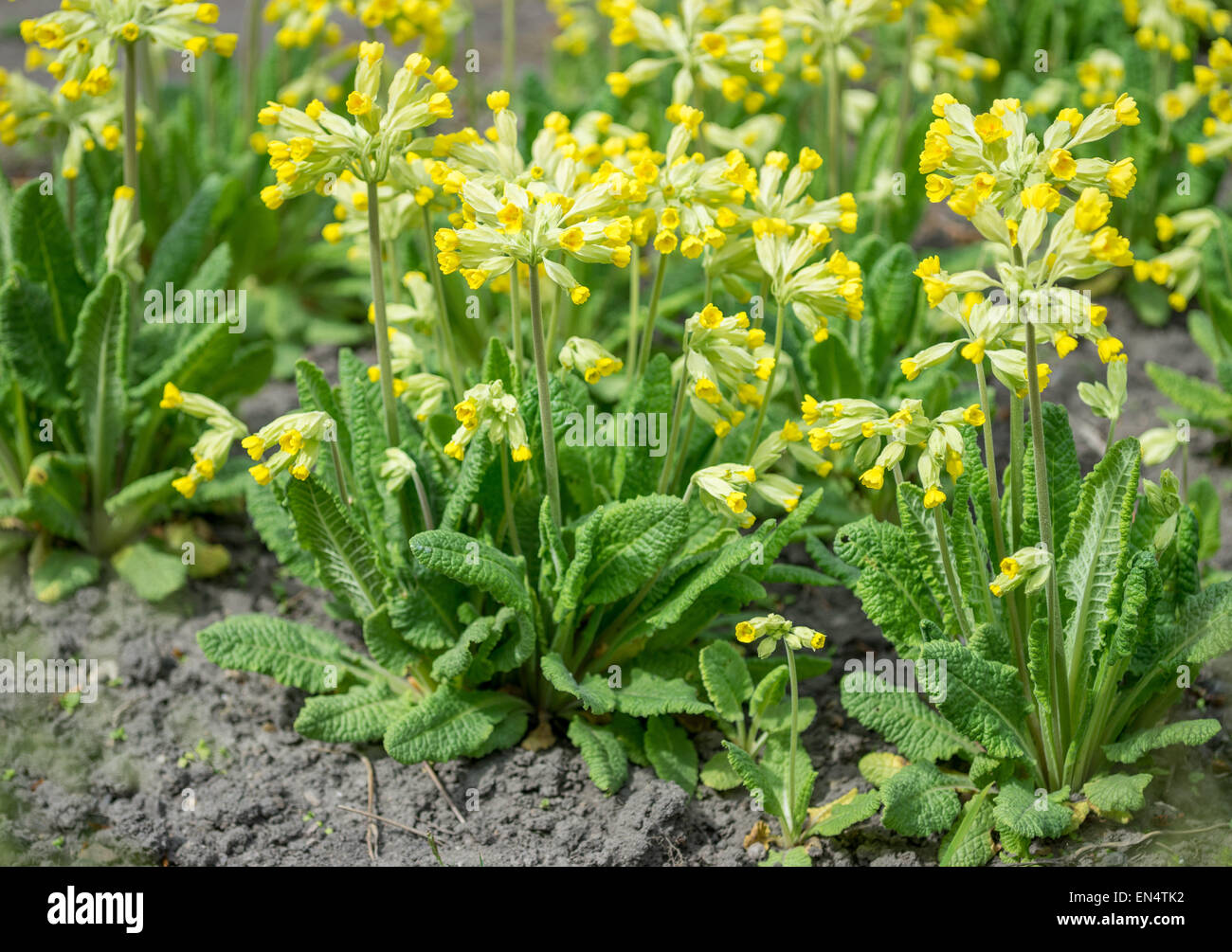 Primula veris cowslip, common cowslip flowers Stock Photo - Alamy