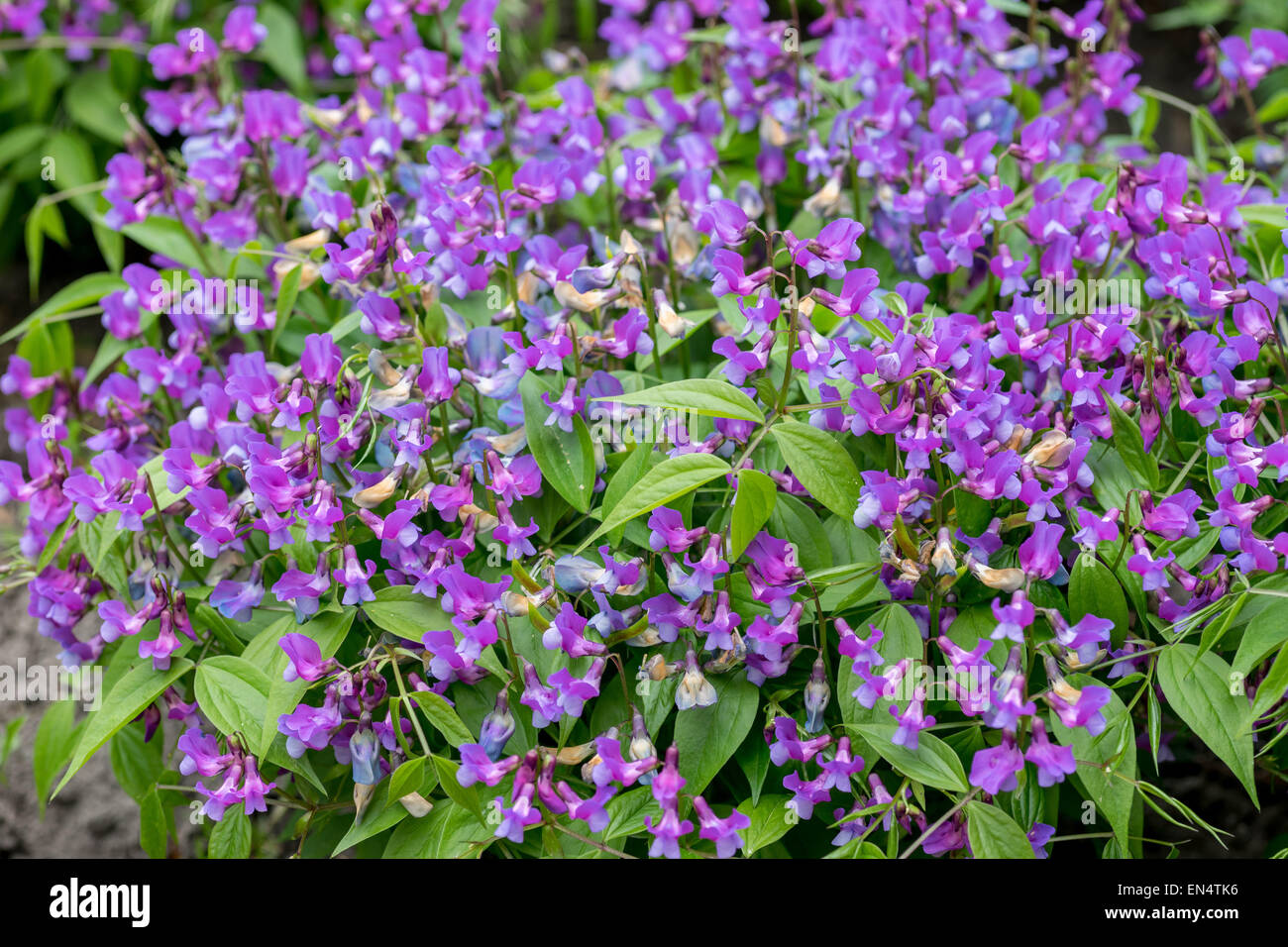 Bloom cluster hi-res stock photography and images - Alamy