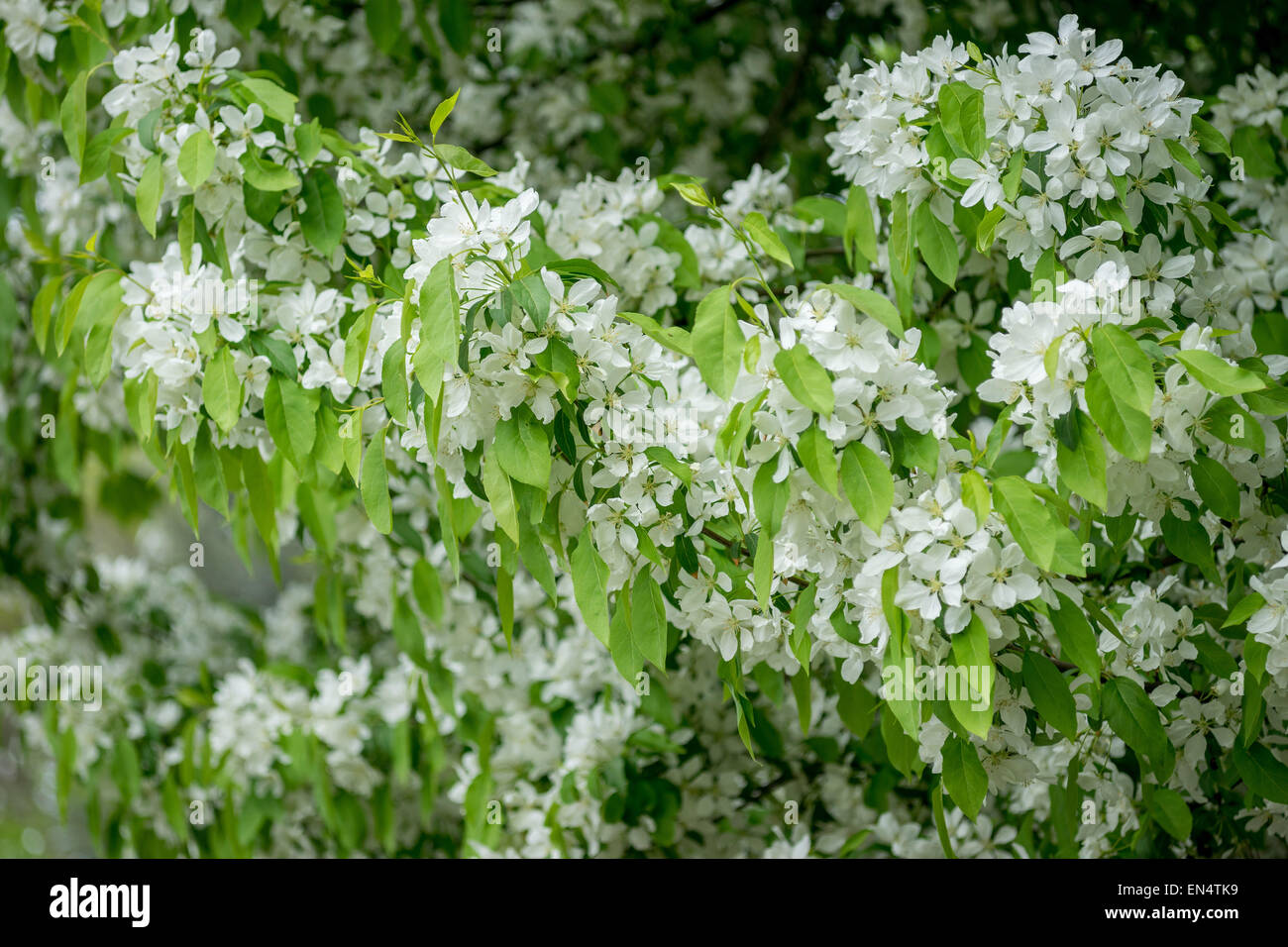 Malus baccata Siberian Manchurian Chinese crab apple blossom Stock ...