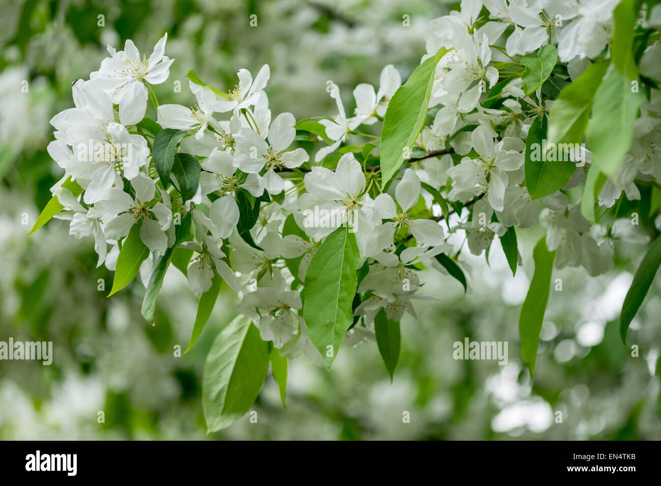 Malus baccata Siberian Manchurian Chinese crab apple blossom Stock ...
