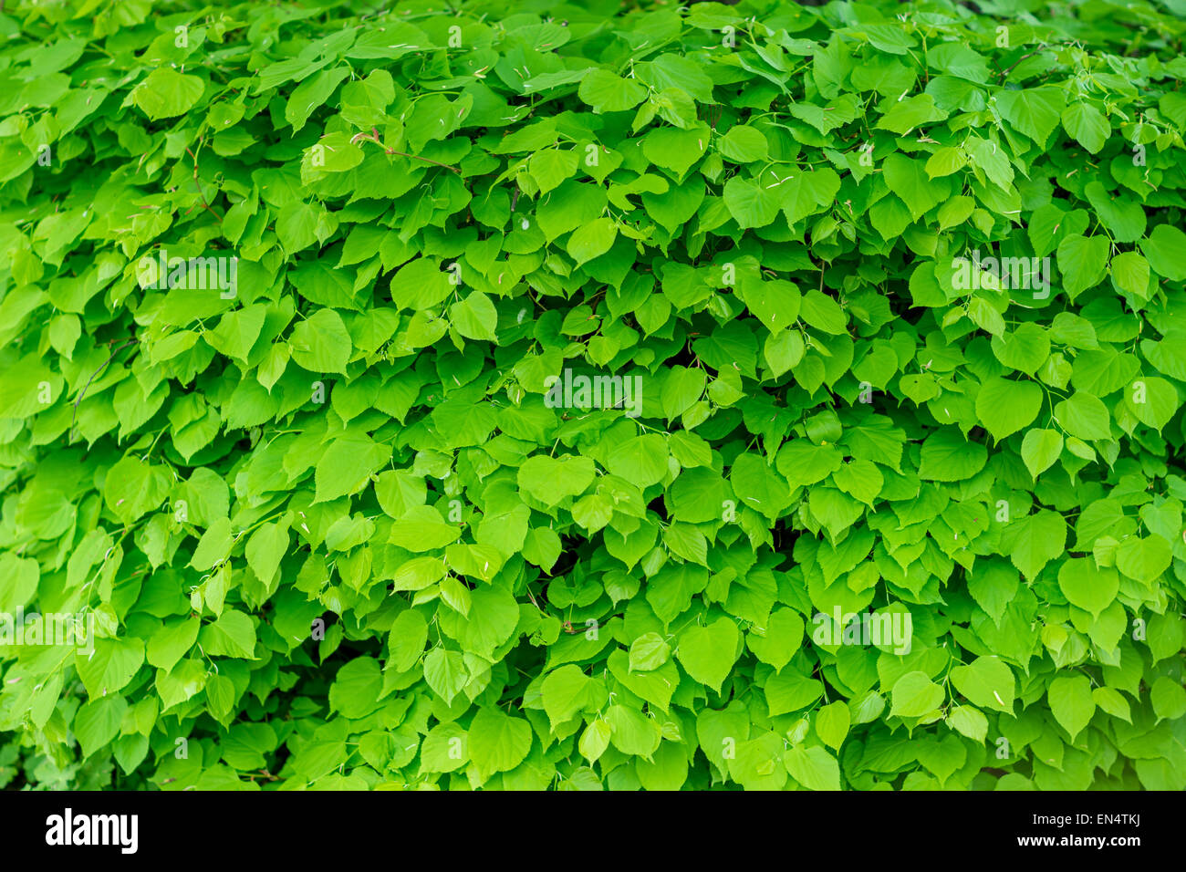 Fresh green lime tree's spring leaves Tilia cordata Stock Photo - Alamy