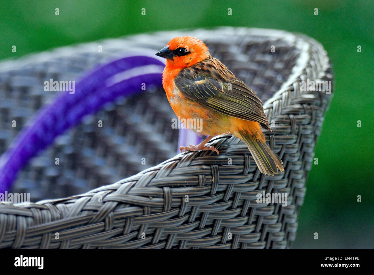 little bird rest in a chair Stock Photo - Alamy