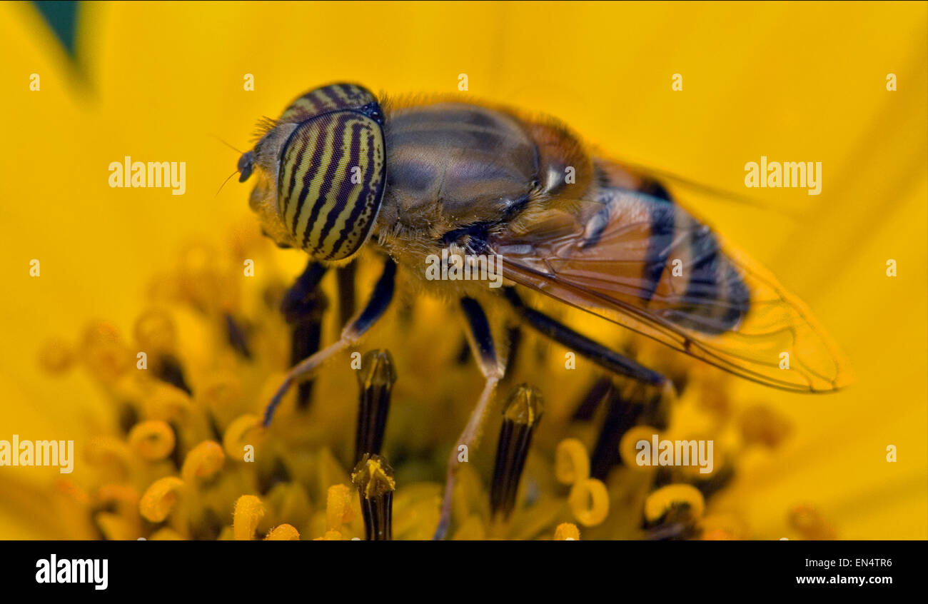 Dipterans High Resolution Stock Photography and Images - Alamy