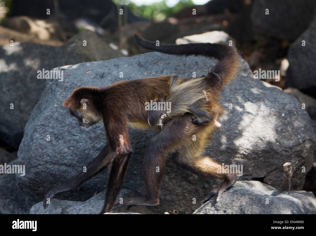 Angry capuchin monkey hi-res stock photography and images - Alamy