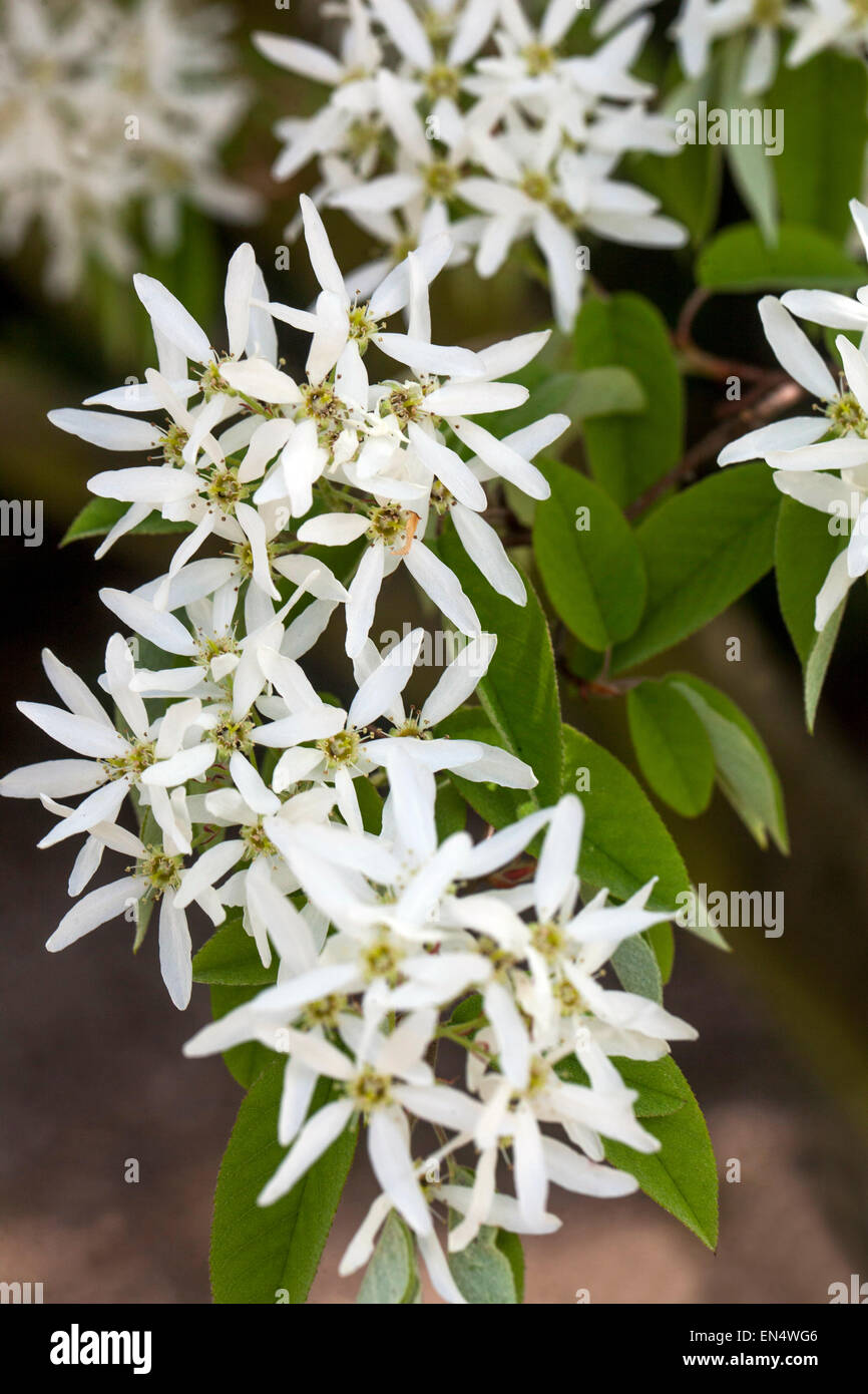 Amelanchier lamarckii, Snowy mespilus Stock Photo - Alamy