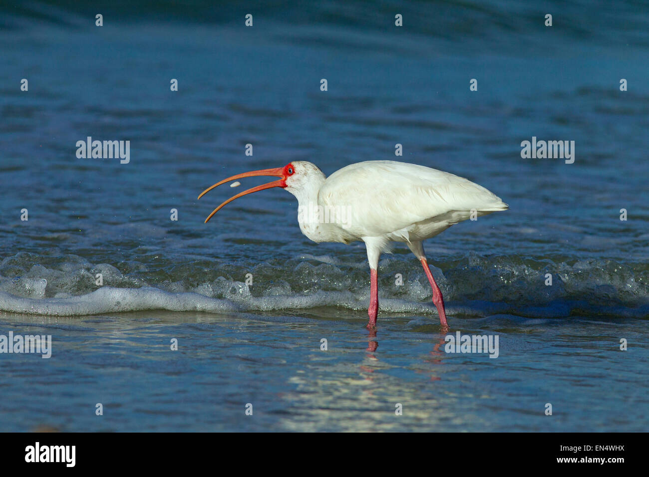 White Ibis Eudocimus albus feeding in breaking waves Stock Photo - Alamy
