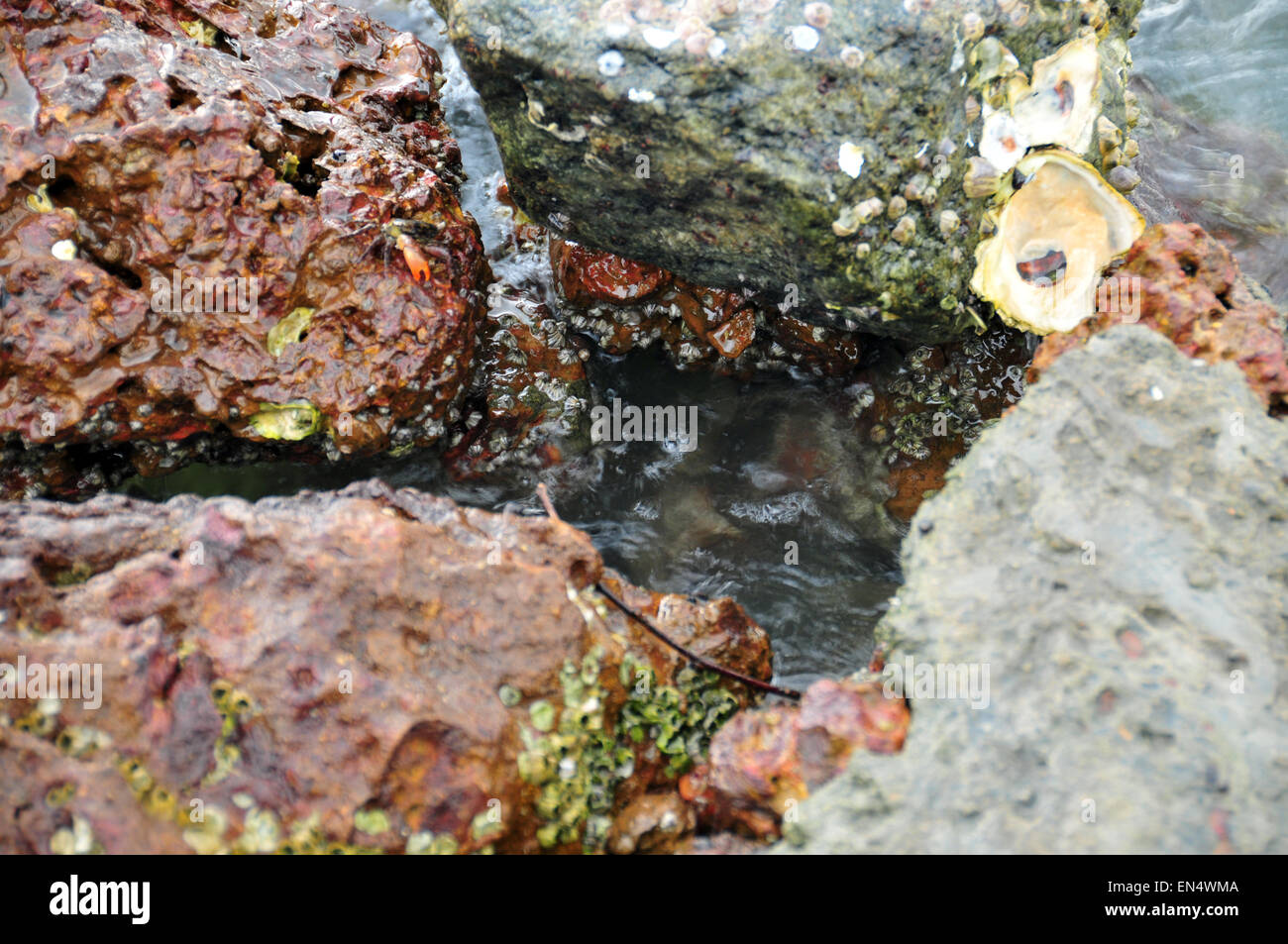 red rock immersed in to backwaters Stock Photo - Alamy