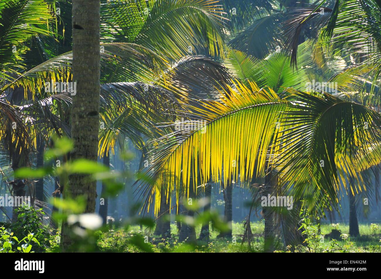 Yellow coconut leaves shining in sunlight Stock Photo - Alamy