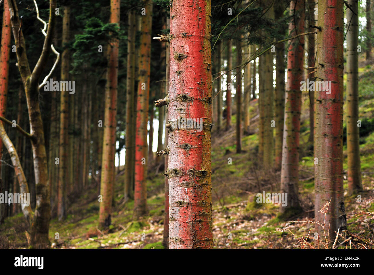 A red coloured tree trunk in a forest in Mid-Wales Stock Photo - Alamy
