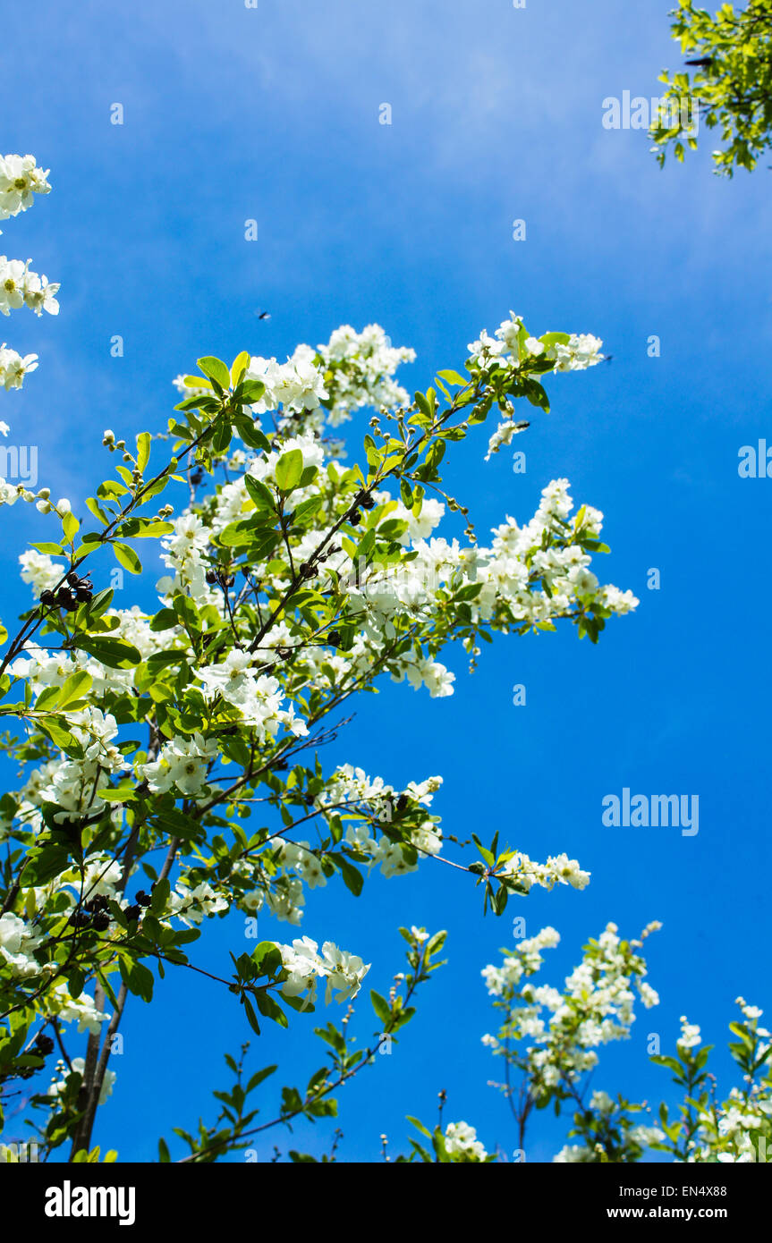 Jasmine bush blooming in the sprig time garden Stock Photo - Alamy