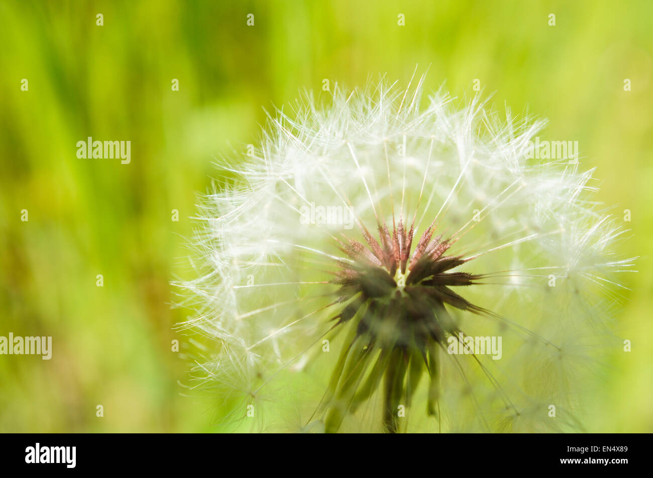 Old dandelion flower in the spring forest Stock Photo - Alamy