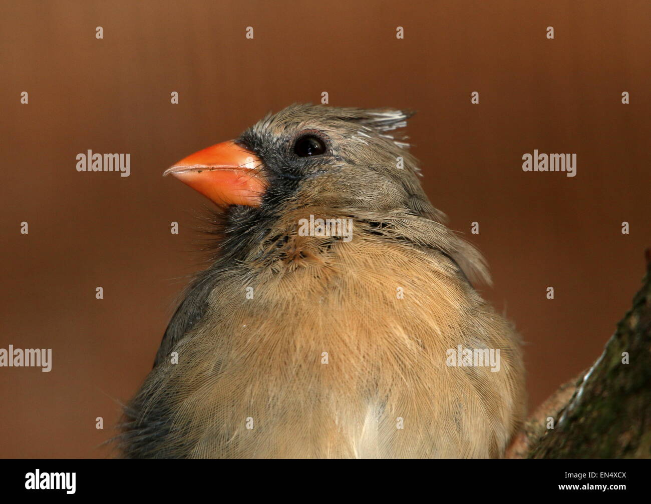 Female Northern or Red Cardinal (Cardinalis cardinalis), captive bird ...