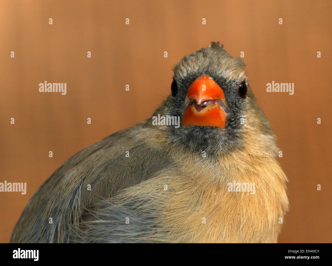 Female Northern or Red Cardinal (Cardinalis cardinalis), captive bird ...