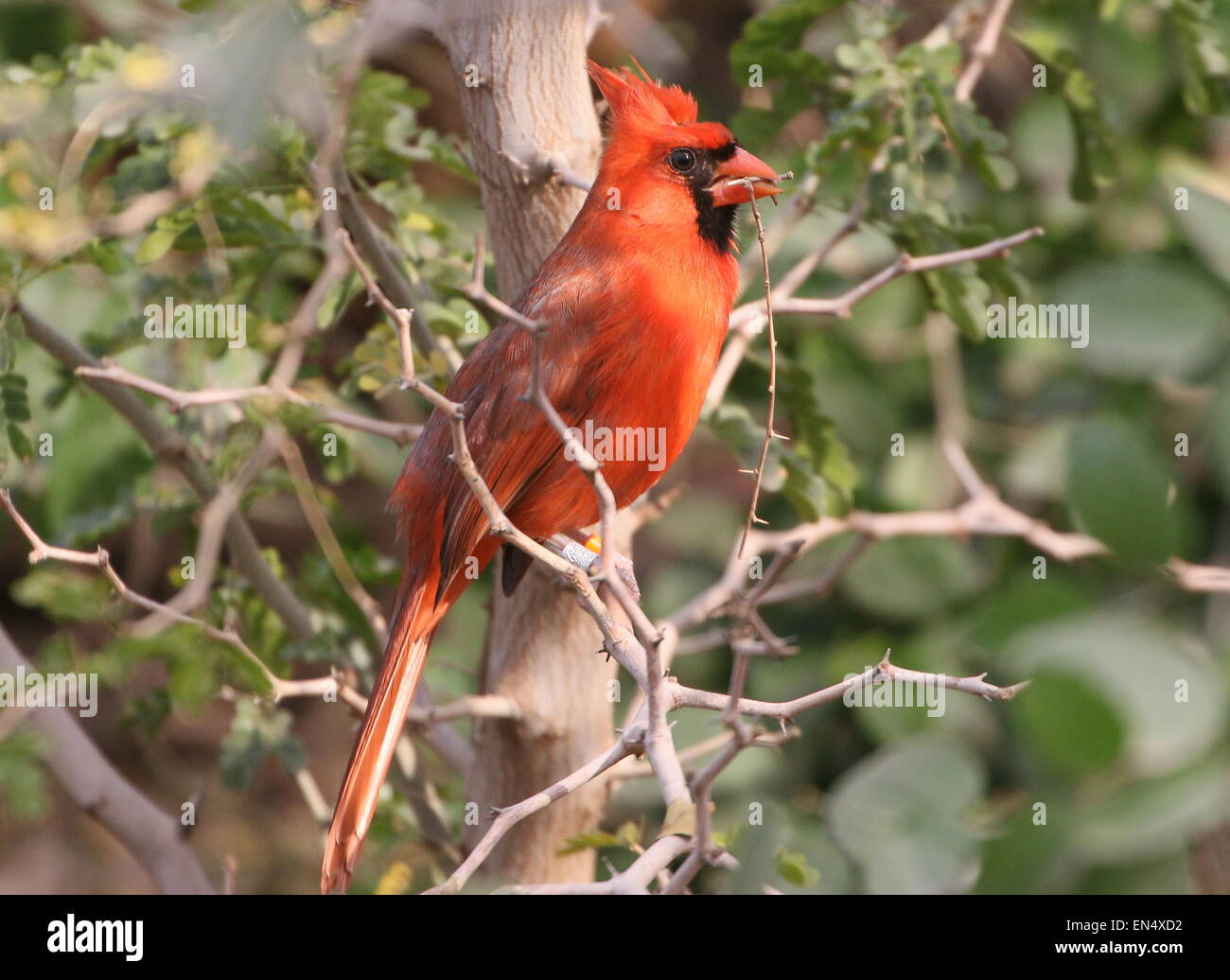 Male Northern or Red Cardinal (Cardinalis cardinalis) in a natural ...