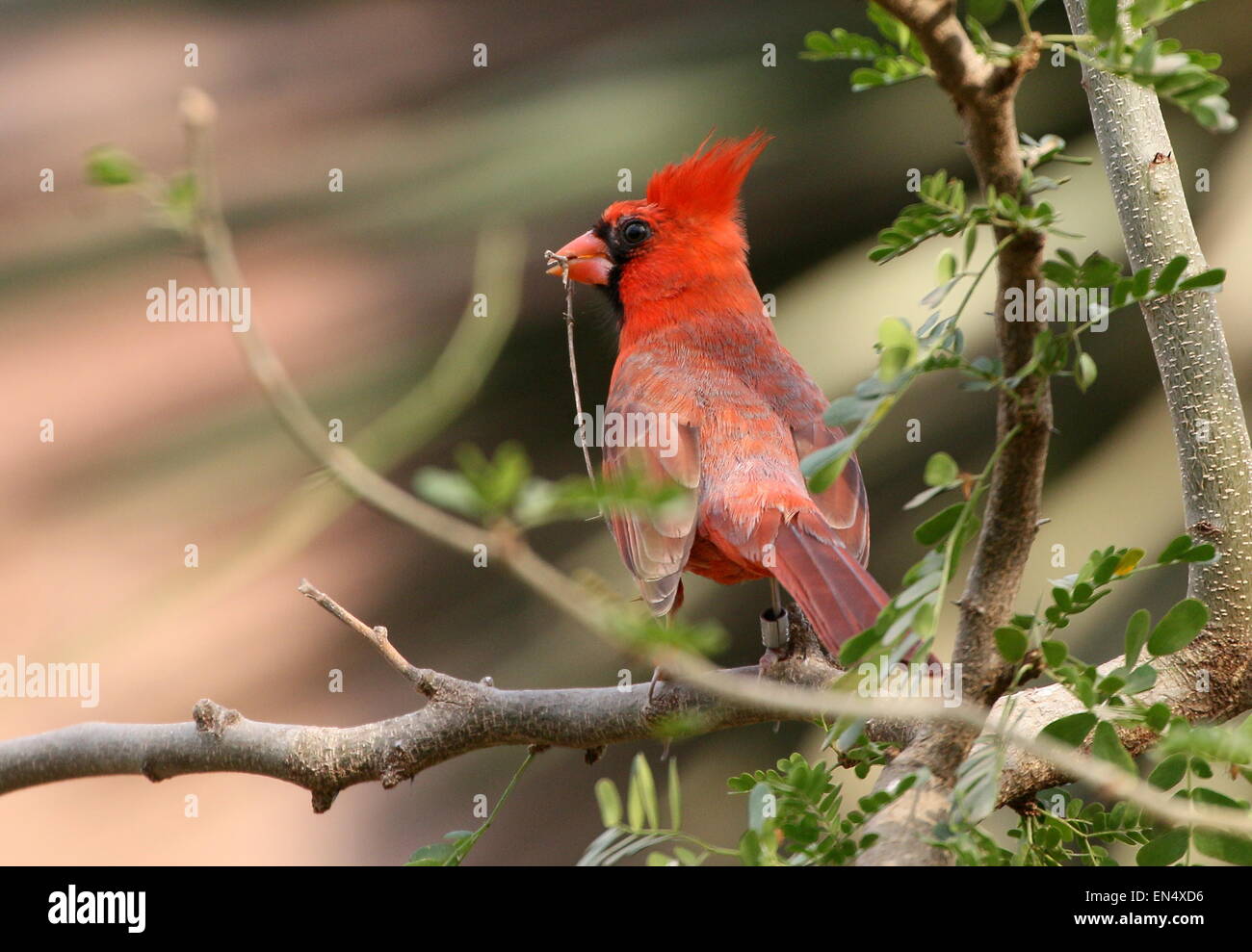 Kardynal szkarlatny hi-res stock photography and images - Alamy