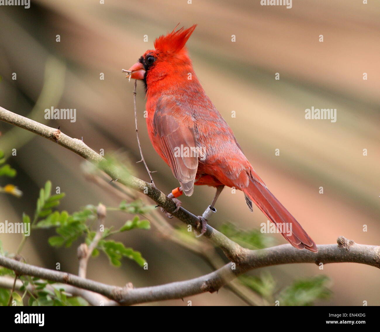 Male Northern or Red Cardinal (Cardinalis cardinalis Stock Photo - Alamy
