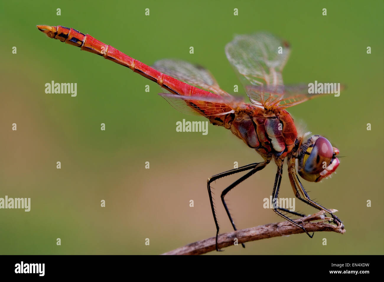 red dragonfly and nature Stock Photo - Alamy