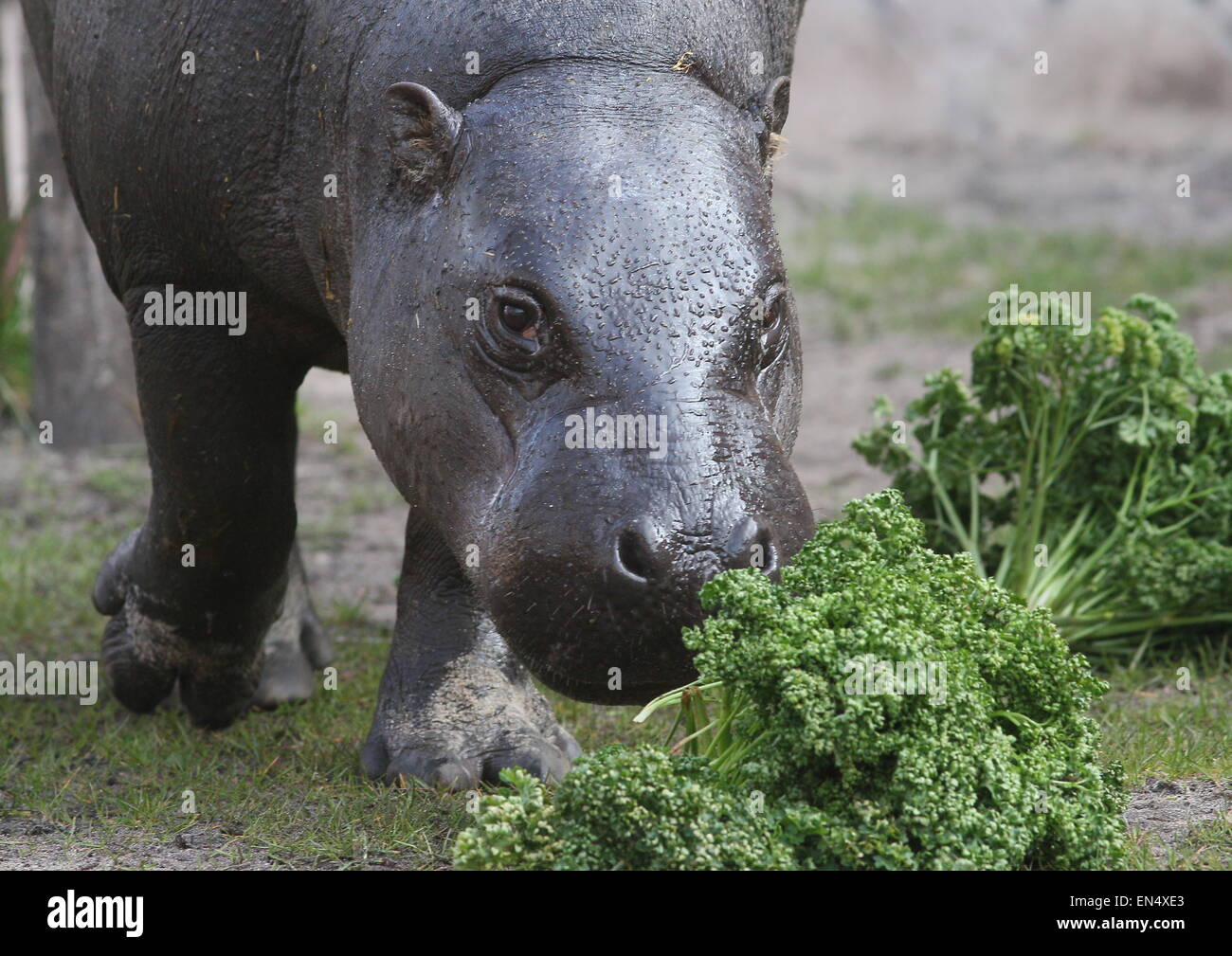 West african pygmy hippopotamus hexaprotodon hi-res stock photography ...