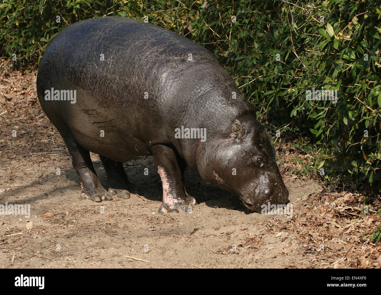 West African Pygmy hippopotamus (Hexaprotodon liberiensis, Choeropsis ...
