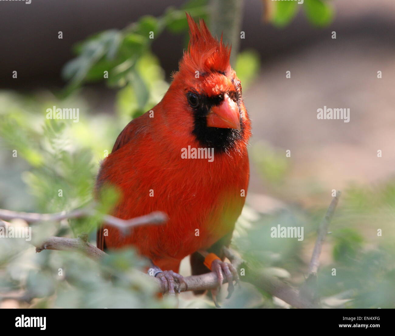 Rosso cardinale hi-res stock photography and images - Alamy