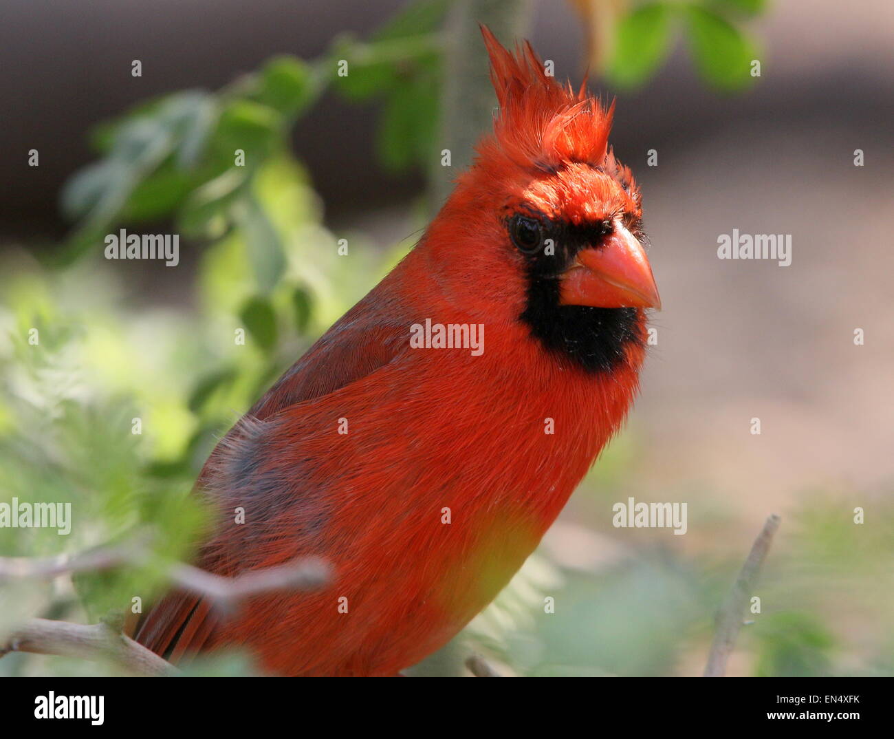Cardinal crest head hi-res stock photography and images - Alamy