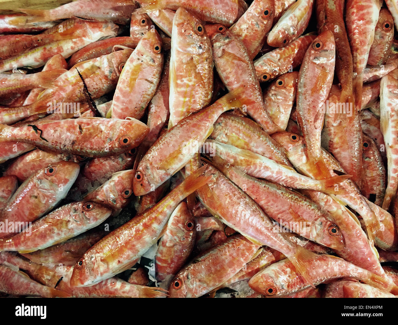 Red mullet, Mullus surmuletus, delicacy in Mediterranean seafood ...