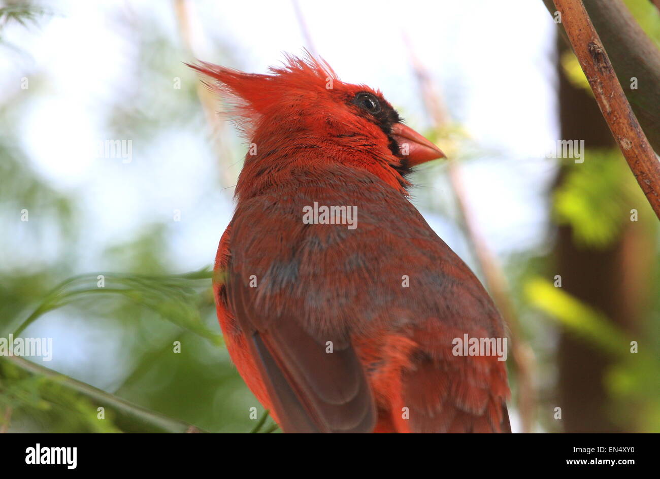 Male Northern or Red Cardinal (Cardinalis cardinalis) seen in profile ...
