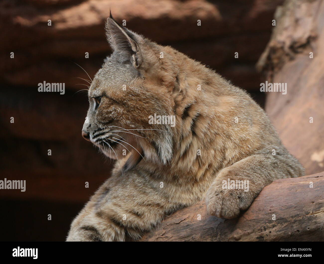North American Bobcat (Lynx Rufus) resting on a dead tree Stock Photo ...